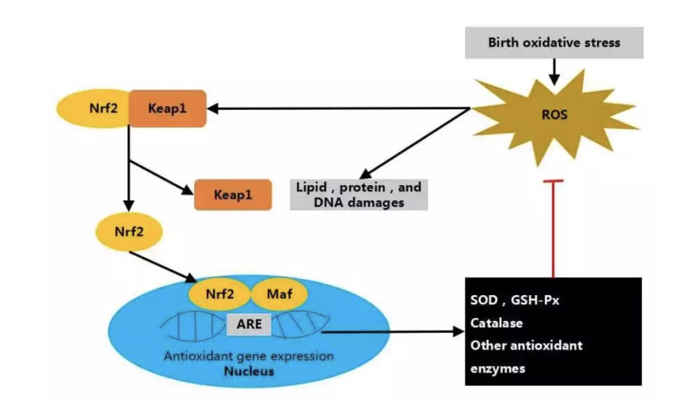 发现关键蛋白Nrf2：癌症生长和预防中的新药物靶点__凤凰网