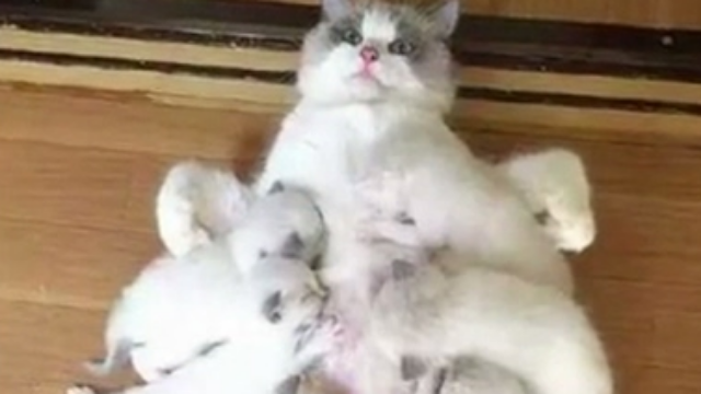 猫咪生了16只小宝宝，每次喂奶主人都大笑，猫：感觉身体被掏空凤凰网视频凤凰网