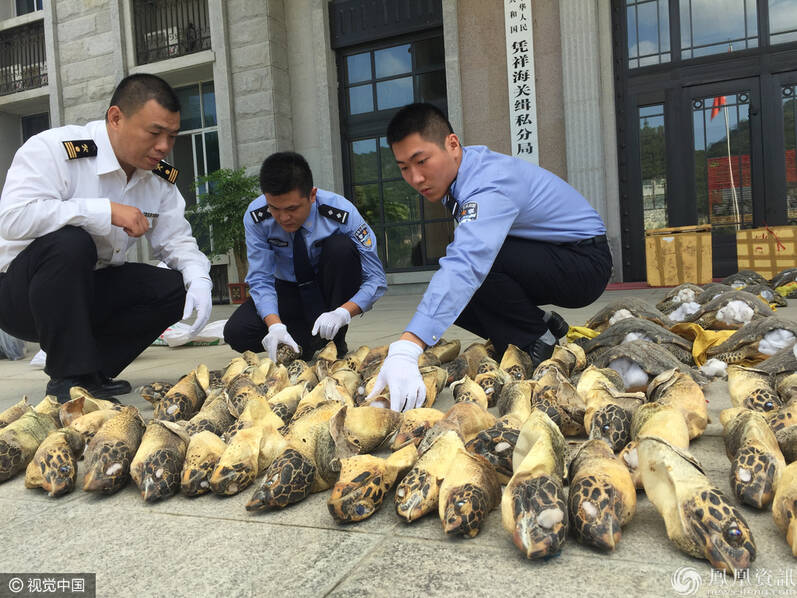 南宁海关查获特大走私珍稀动物案现场 资讯频道 凤凰网
