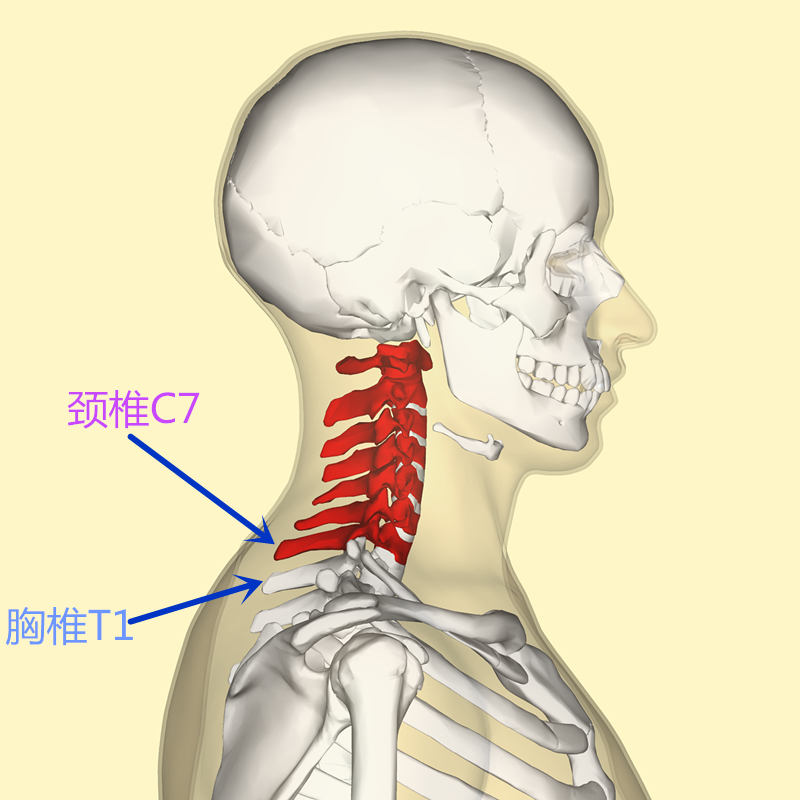 颈椎病只是颈椎出问题了吗？被我们忽略脊柱C7-T1节段（颈胸交界处）__凤凰网