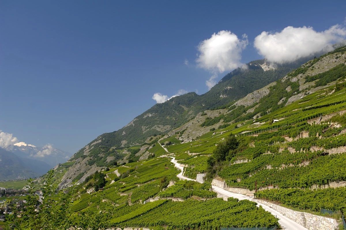 WINEBOY ·讲述 | 认识瑞士葡萄酒 哲马酒庄庄主Gilles Besse专访_凤凰网美食_凤凰网