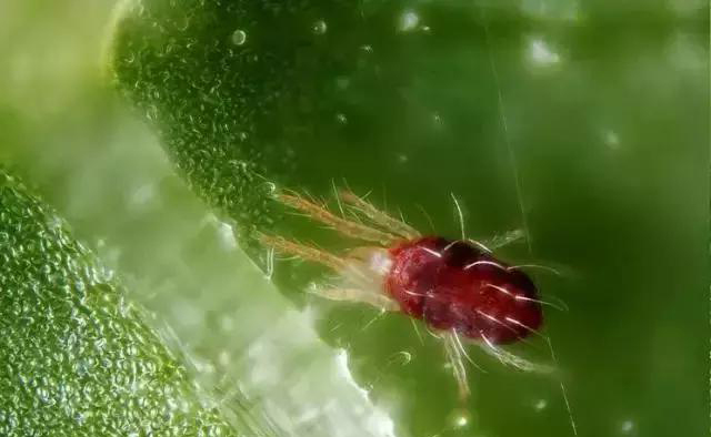 浅析柑橘红蜘蛛的防治__凤凰网