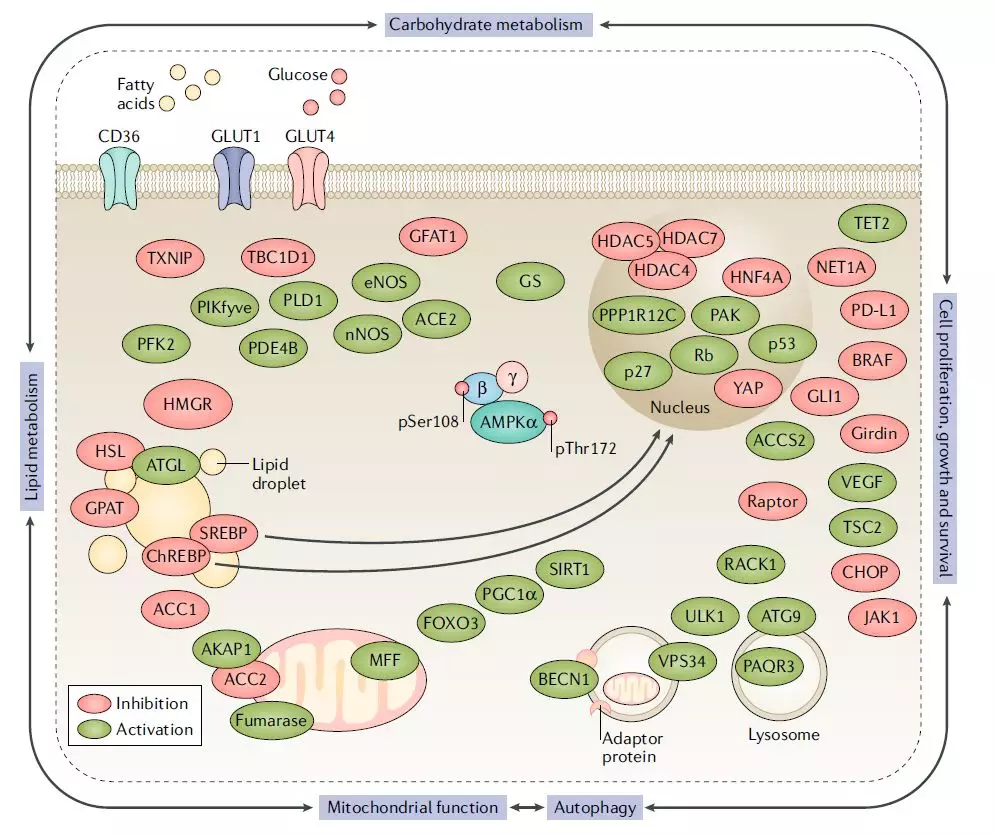 |Nature：30年了！治疗癌症、抗衰老…AMPK激动剂究竟能行吗？__凤凰网
