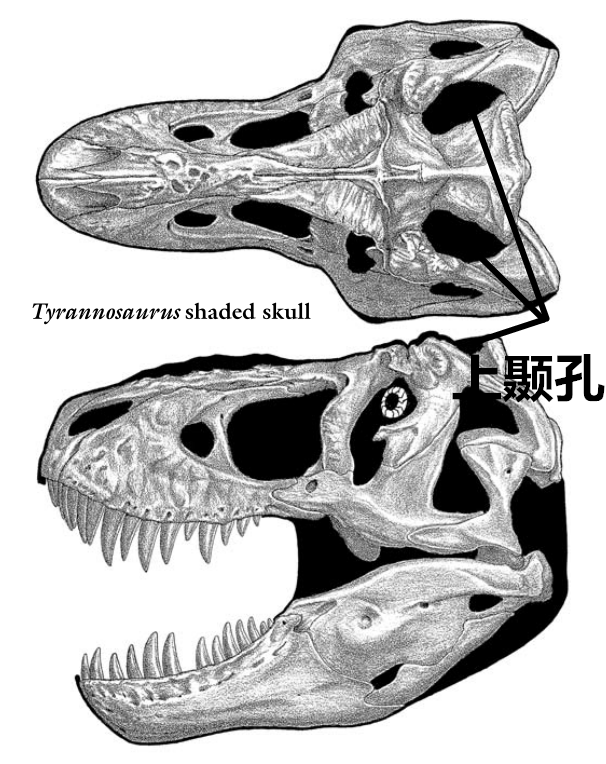 霸王龙脑袋上竟然自带“空调”_凤凰网