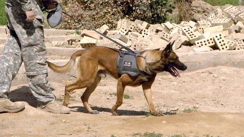 IS大头目被狗逼死：特朗普表彰军犬K-9，全美国号召捐狗粮__凤凰网