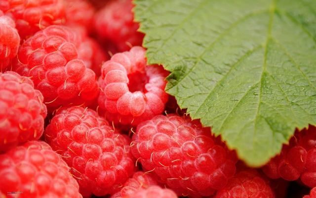 东陵红树莓__凤凰网