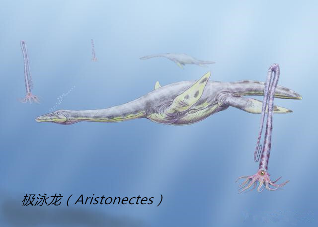 什么样的美味诱惑让蛇颈龙类演化出堪比抹香鲸的超强潜水能力_凤凰网
