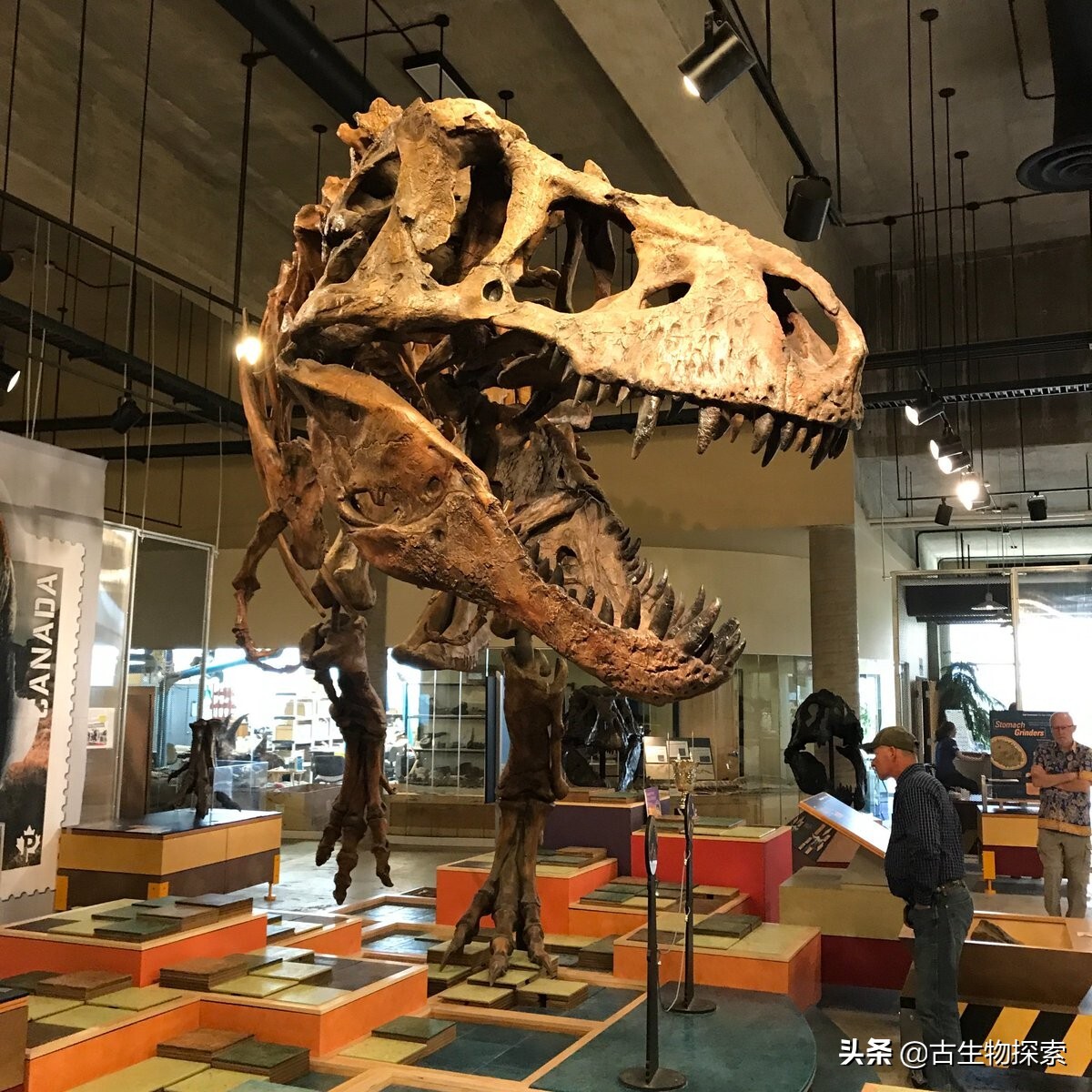 霸王龙一生分为21个阶段，其中两个阶段最为关键！_凤凰网