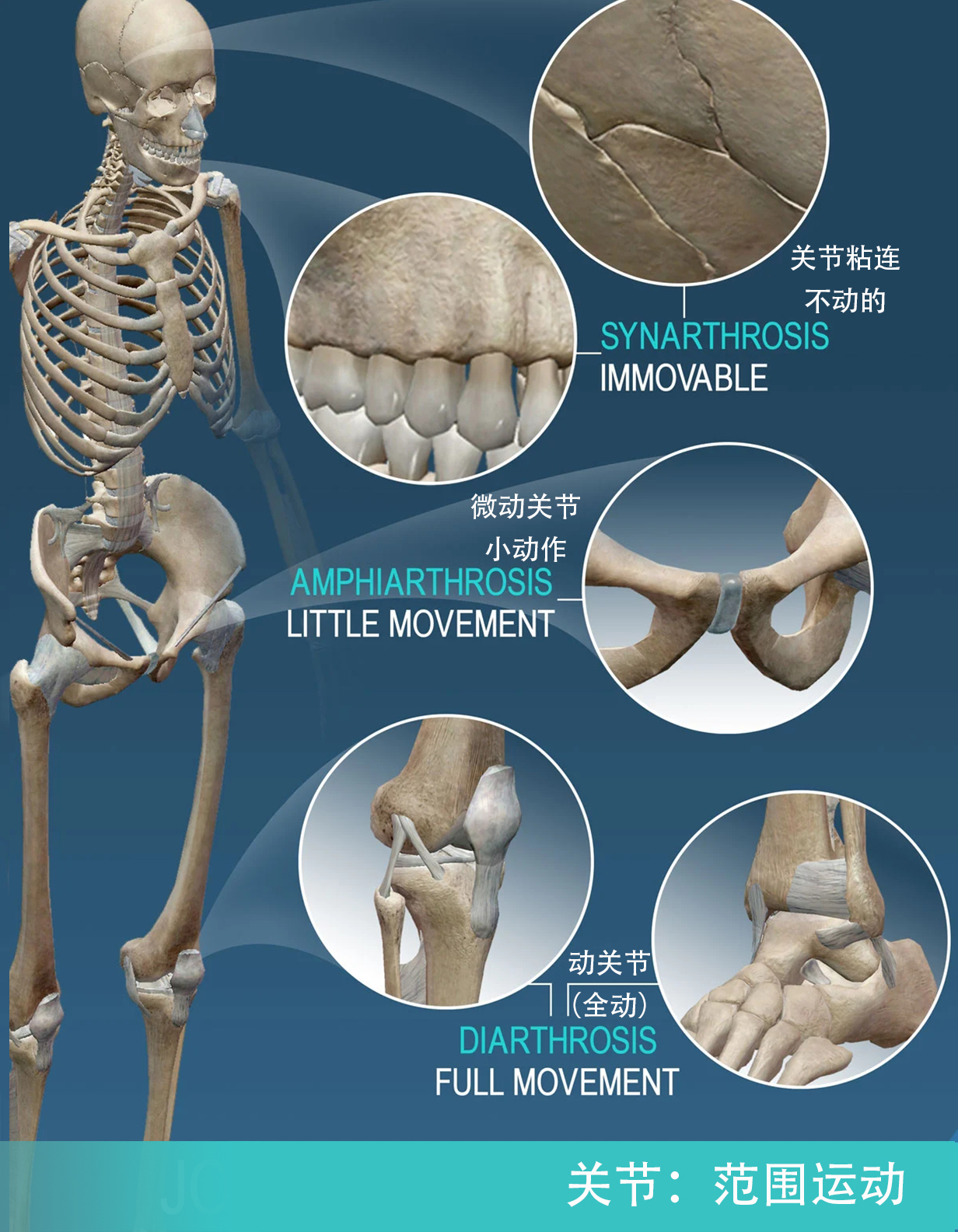 关节的结构及关节活动范围分类_凤凰网