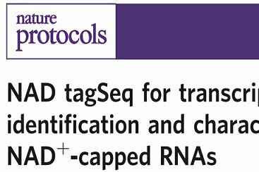 ONT技术新应用：精准鉴定RNA“加帽”事件_凤凰网
