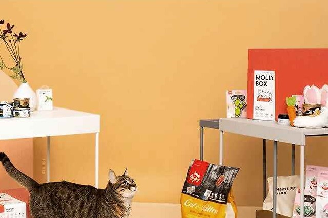 新锐品牌「MollyBox魔力猫盒」选择班牛，开启宠物产品零售新模式！_凤凰网