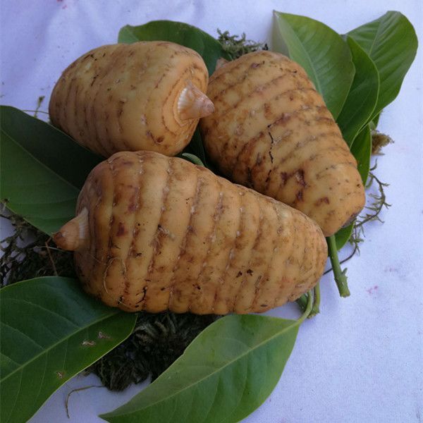 天麻传说 | 天麻为何叫“赤箭”__凤凰网