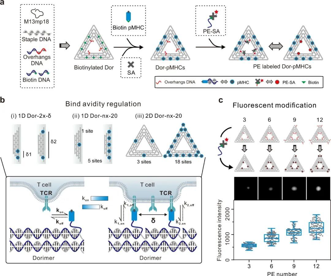 华东师大团队基于「DNA折纸术」开发新型多聚体用于精准免疫监测_凤凰网