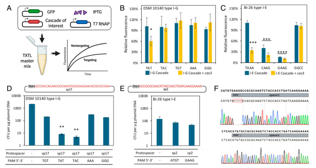 系IFF内部益生菌研究，科学家开发双歧杆菌基因编辑工具__凤凰网