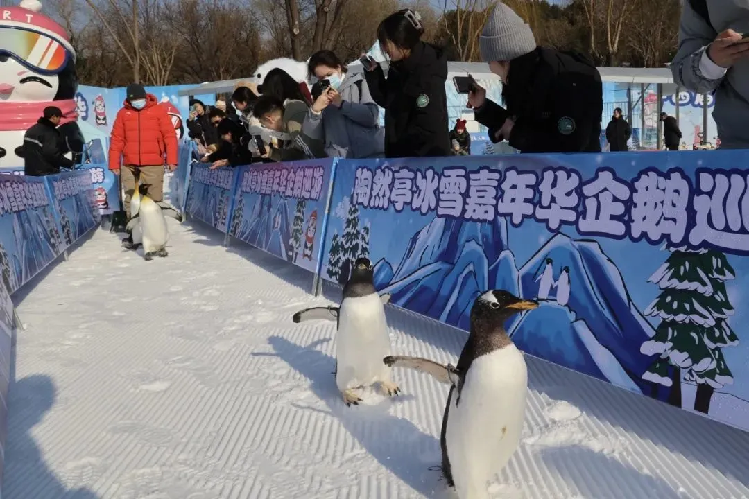 颐和园，怎么成了京圈冰雪顶流？ -6parkbbs.com