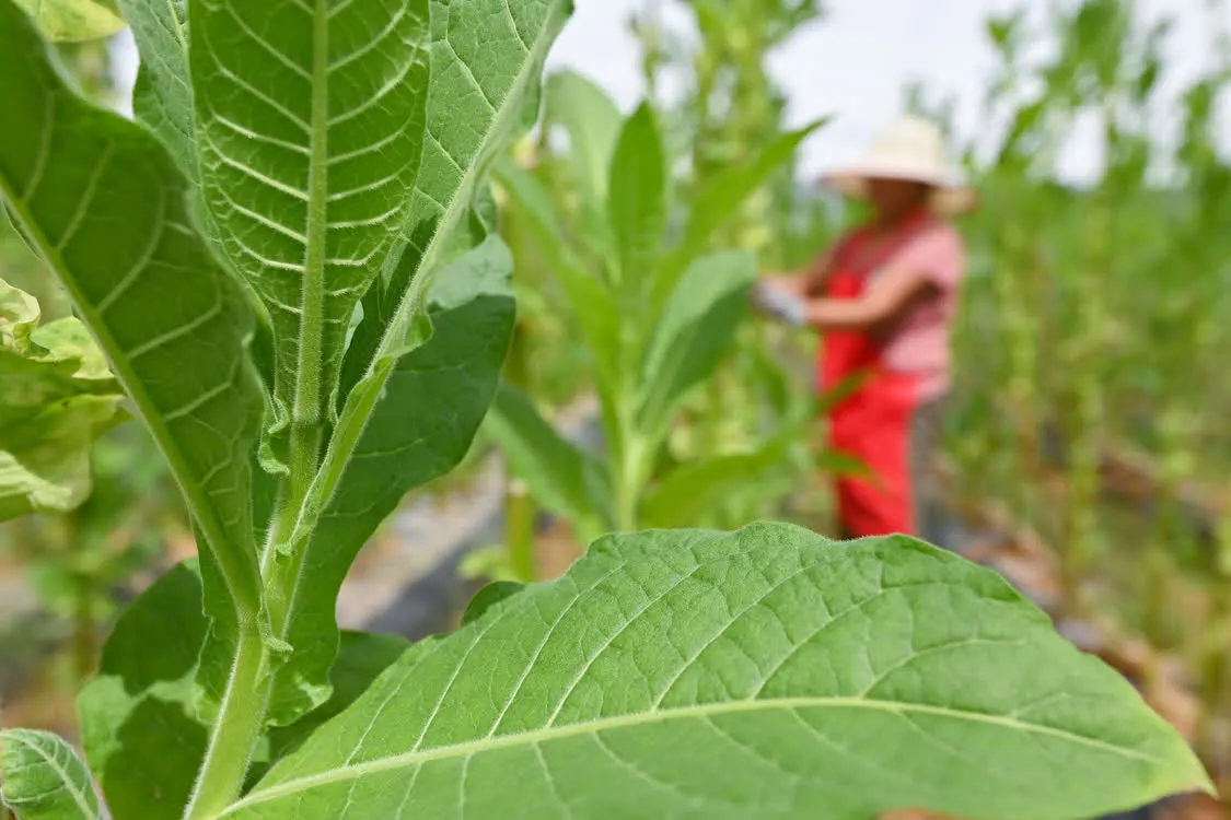 世界无烟日临近，社会组织呼吁减少烟草种植 - 国际观察 - 倍可亲